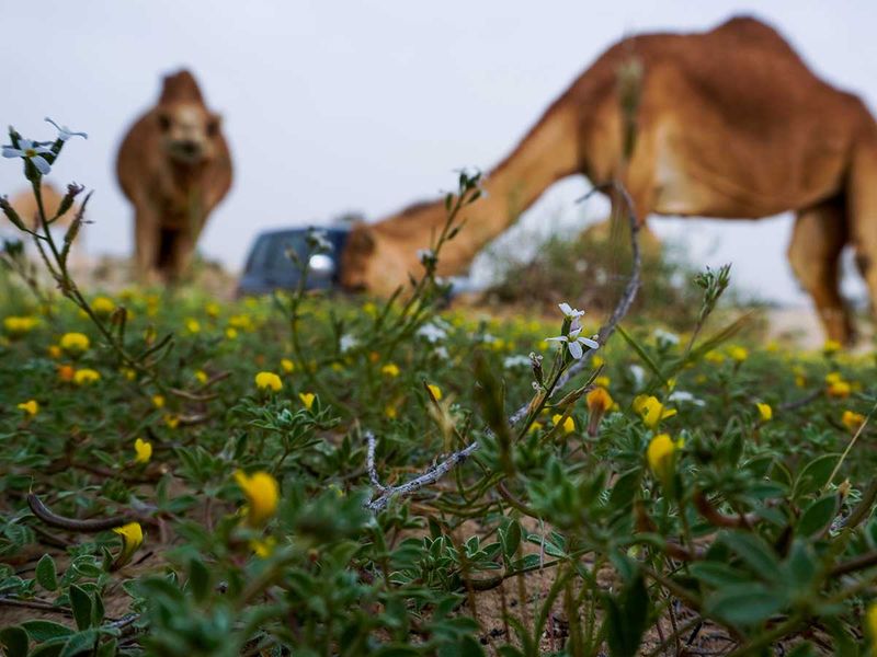 UAE Rains: Greenery Returns to Different Parts of the Country - Masala