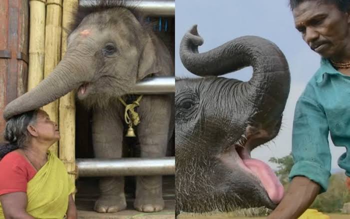 After legal notice, The Elephant Whisperer's Bomman and Bellie retract ...