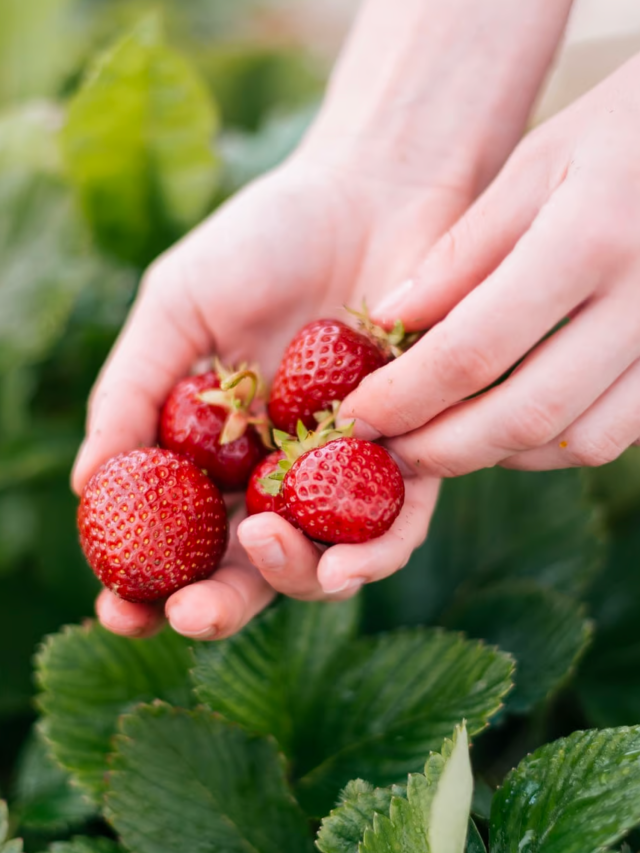 Sweet Spring: 5 fruits to devour this season - Masala.com