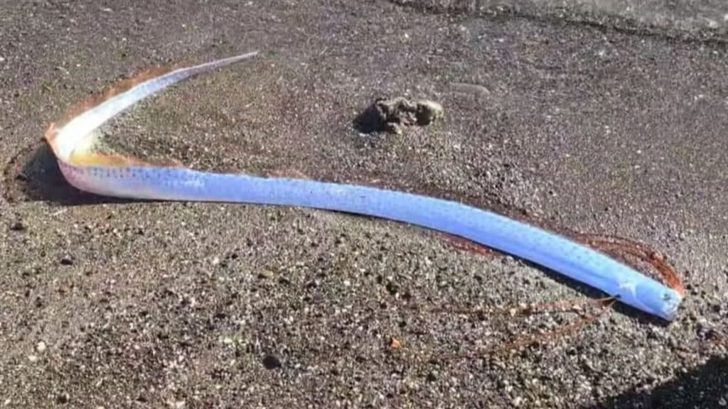 Deep-sea 'doomsday fish' often associated with disasters wash off on ...