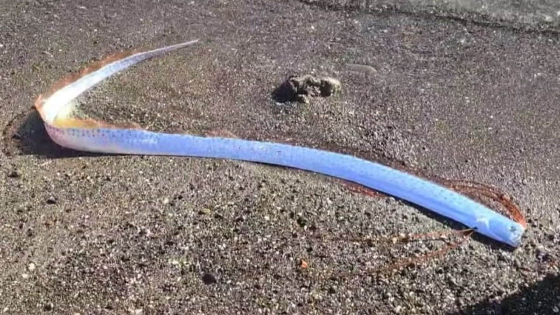 Deep-sea 'doomsday fish' often associated with disasters wash off on ...