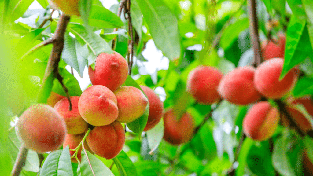 5 surprising benefits of eating peaches: How this in-season fruit can ...
